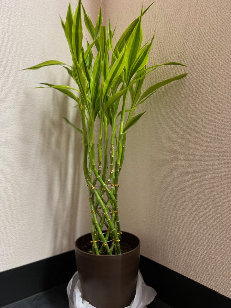 welcome plant - ART GROOVE